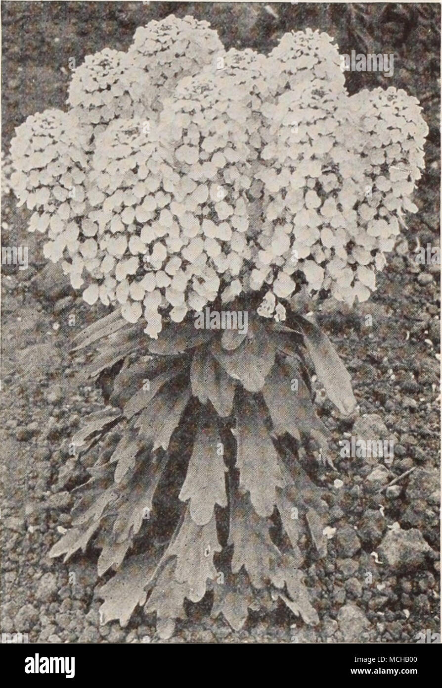 . Giant Hyacinth-flowered or Improved Empress Candytuft Stock Photo - Alamy