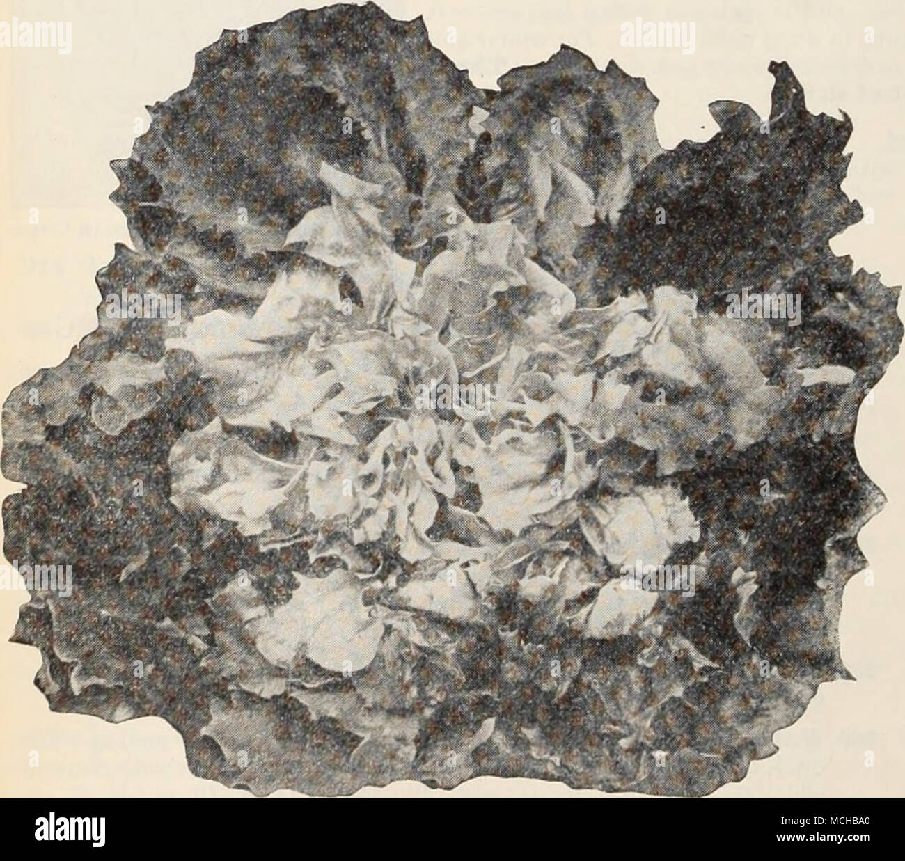 . Broad-leaved Batavian Endive Cheap seeds produce poor quality ...