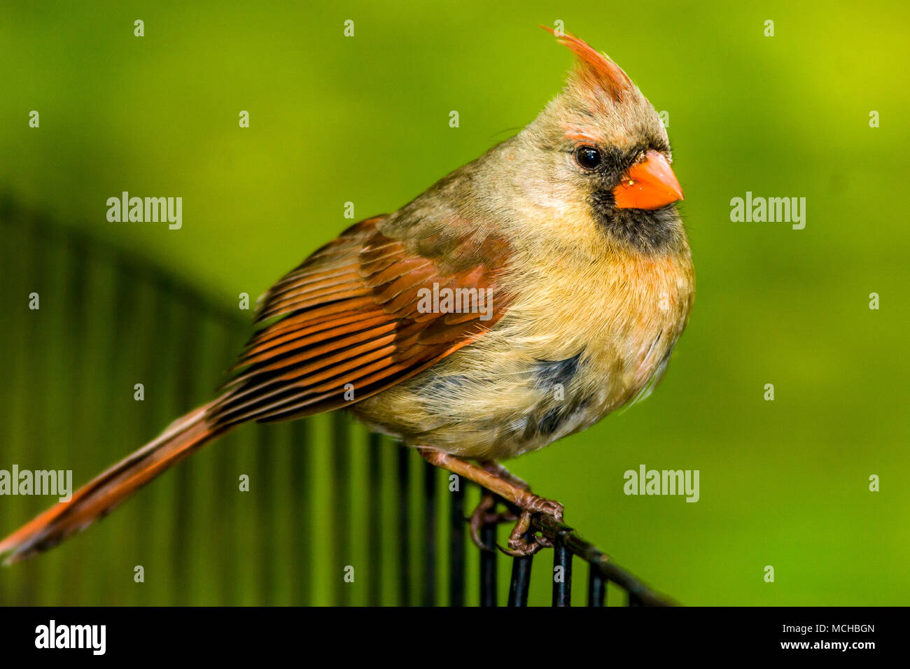Orthern cardinal hi-res stock photography and images - Alamy