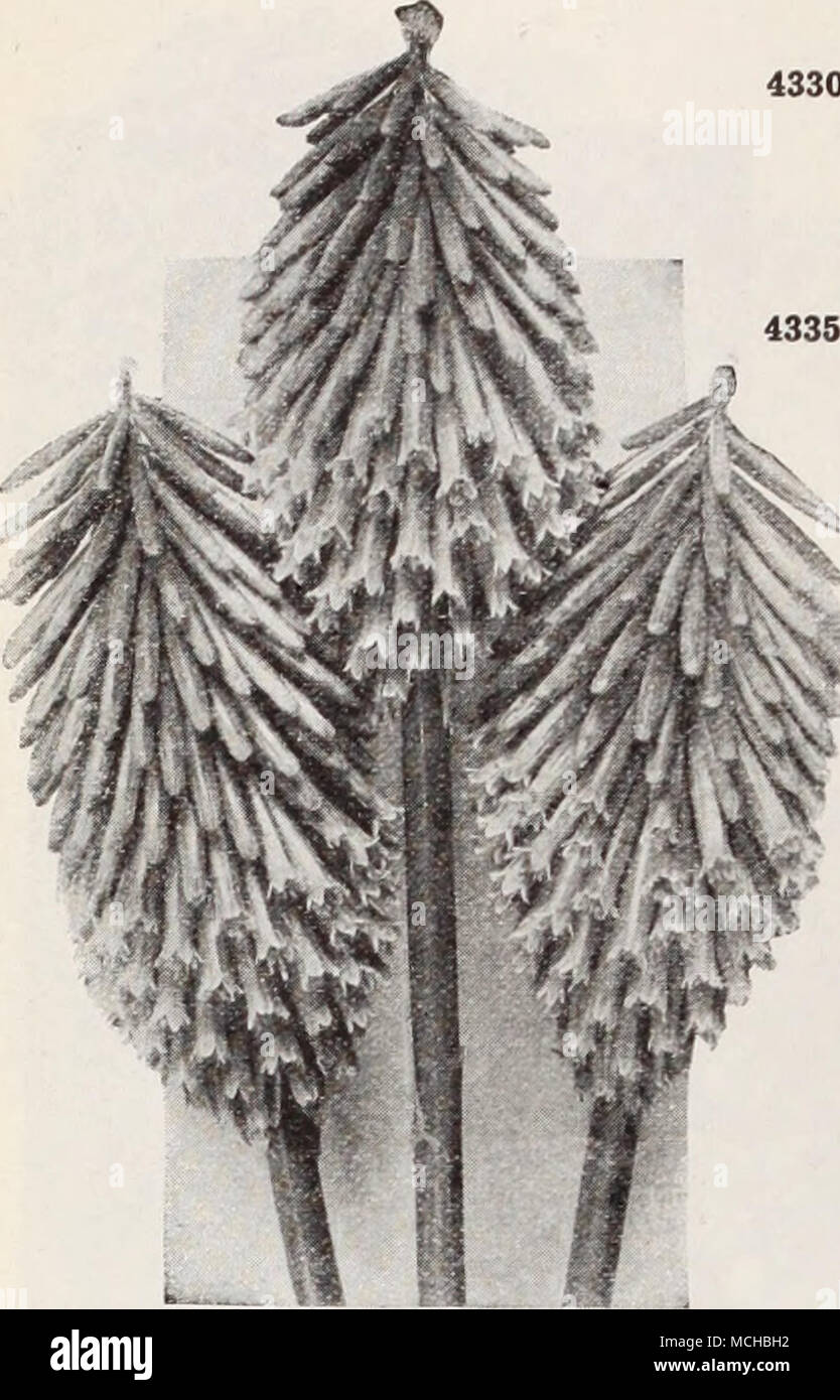 Tall speedwell hi-res stock photography and images - Alamy