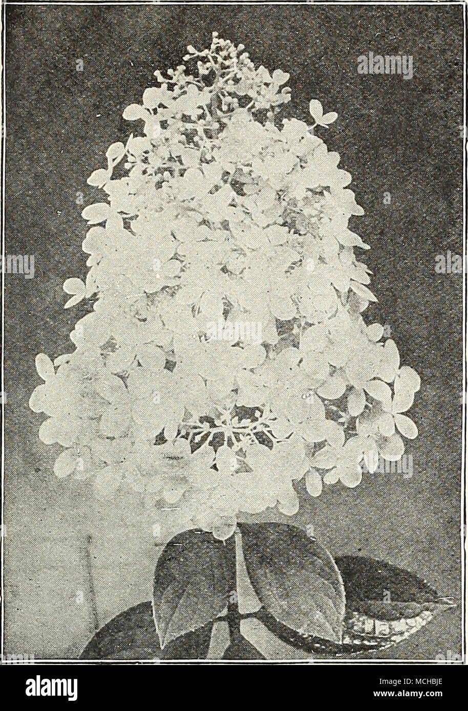 . Hydrangea Paniculata Grandiflora Ealesia Tetraptera (Silver B-ll or ...