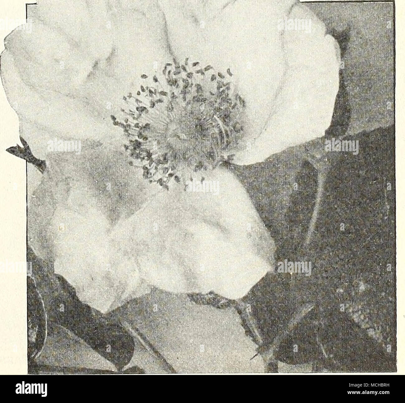 . Trailing Rose, Max Graf Stock Photo - Alamy