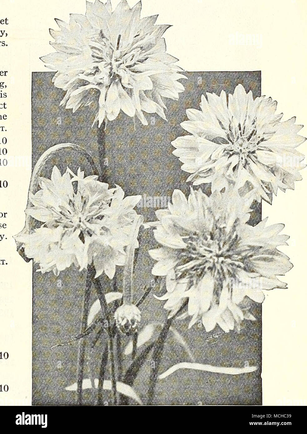 Cornflower identification hi-res stock photography and images - Alamy