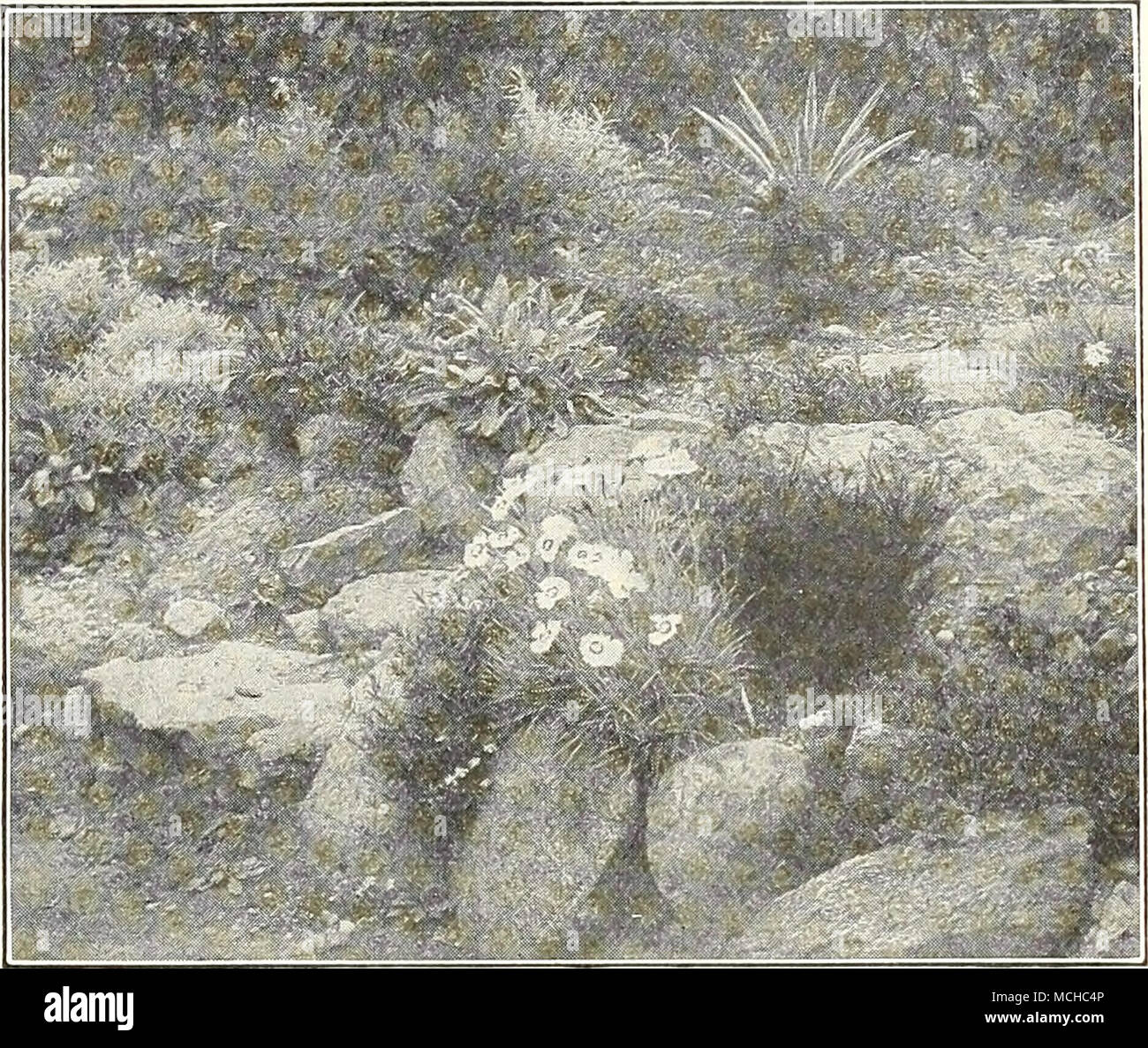 . A Pretty Little Rock Garden Twelve "Extra Choice" Hardy Perennials ...