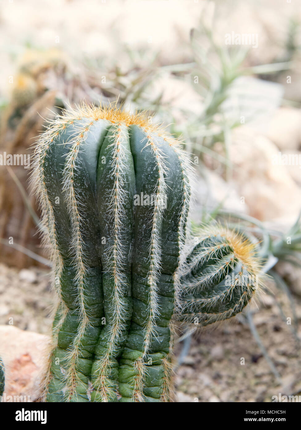 Unusual cactus hi-res stock photography and images - Alamy