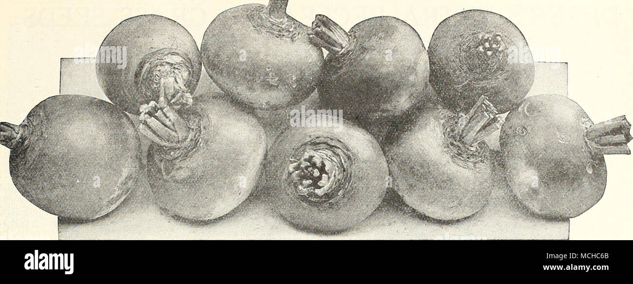 . Navet, Fr. Purple Top White Globe Turnips TURNIP Nabo, Sp. Weiz Ruben ...