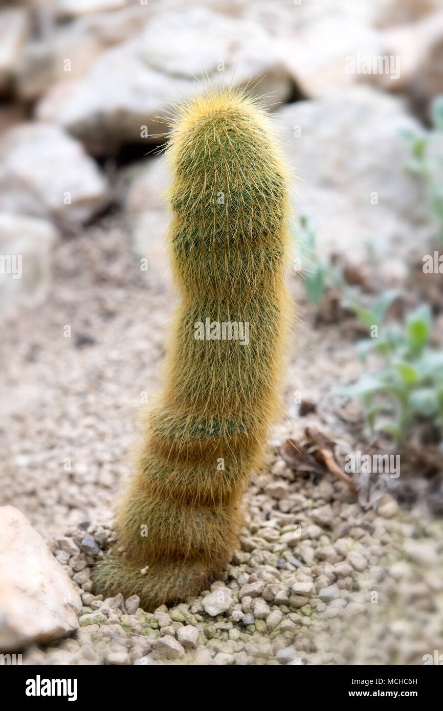 A close-up of a fuzzy, cylindrical cactus growing in sandy soil. The ...