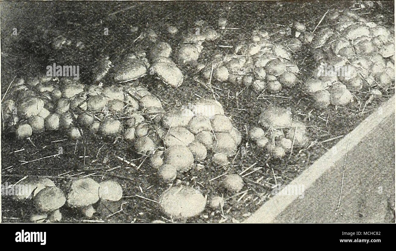 Preparing to spawn hi-res stock photography and images - Alamy