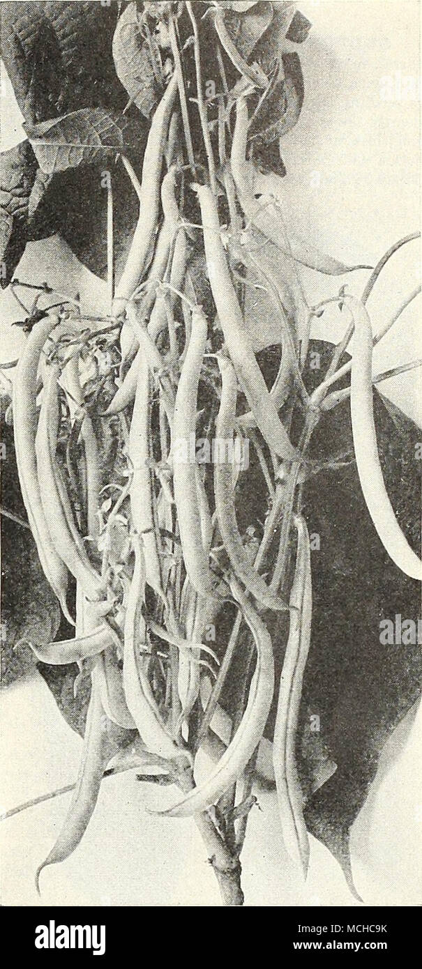 Pencil pod hi-res stock photography and images - Alamy