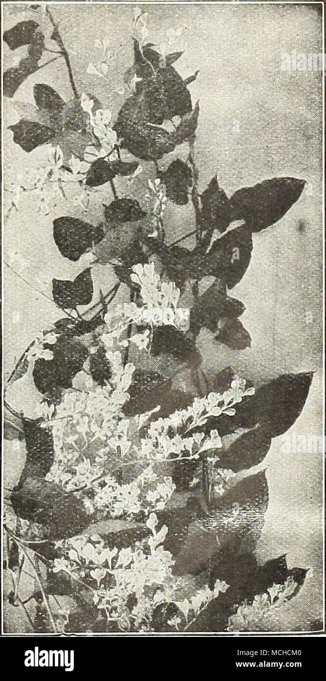 Polygonum genus hi-res stock photography and images - Alamy