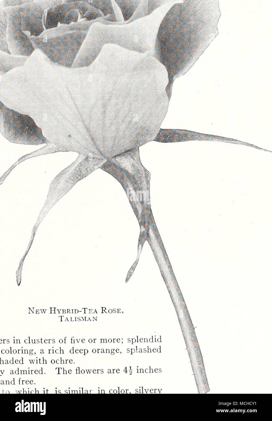 . New Hybrid-Tea Rose, Talisman 1 00 each Stock Photo - Alamy