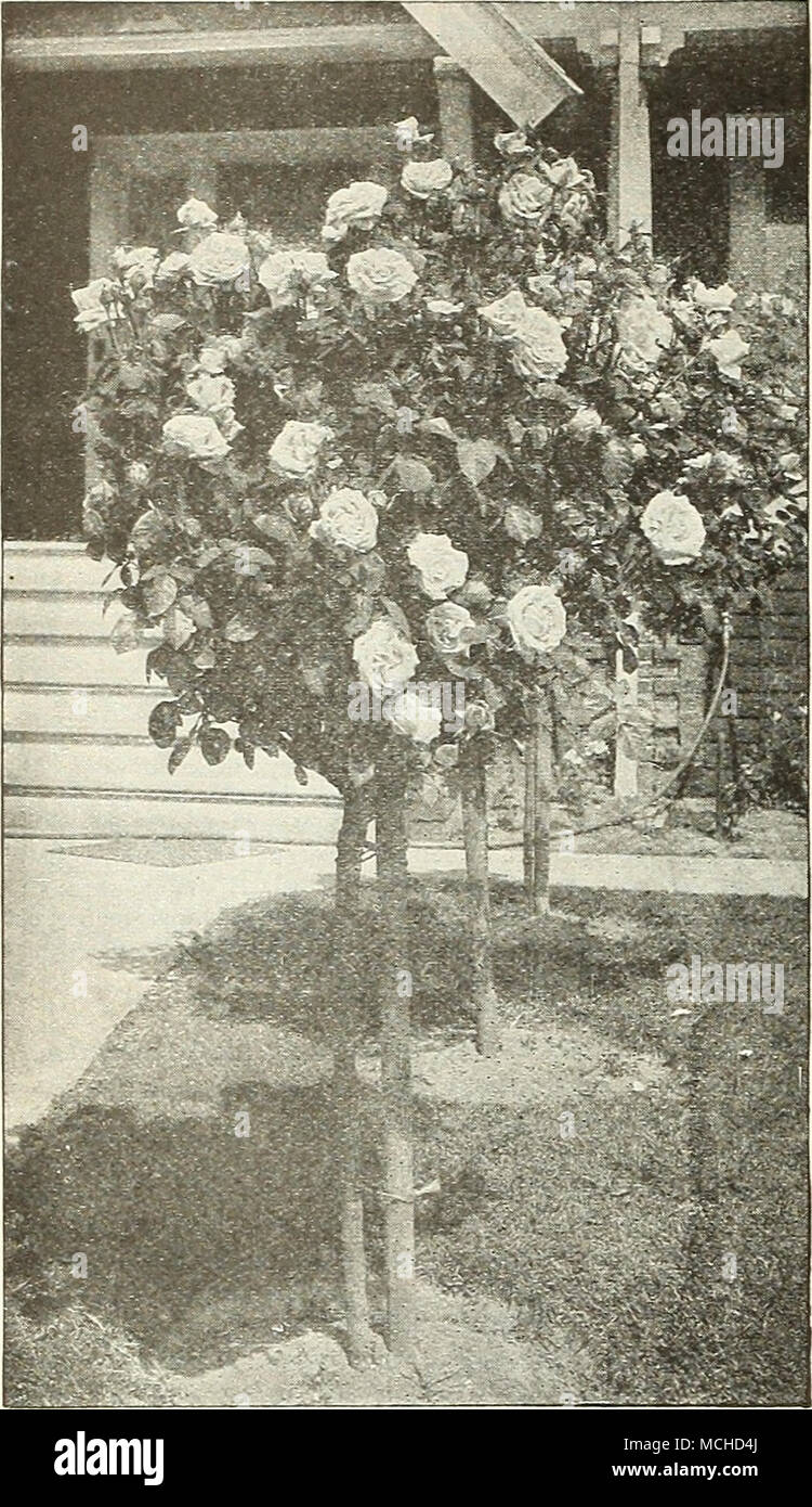 . Tree-Shaped Roses Tree-Shaped Roses We are pleased to be again able ...