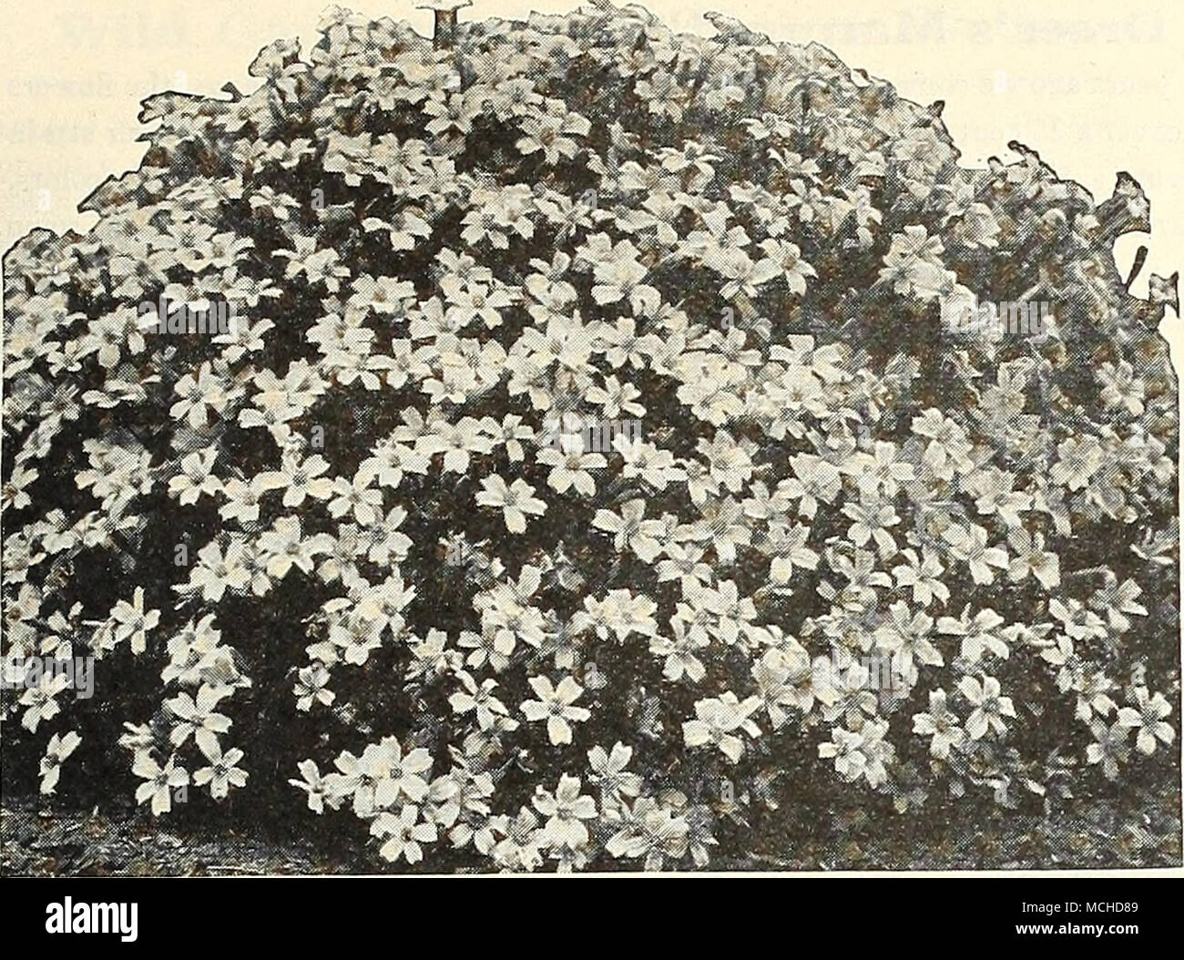 . Tagetes Signata Pumila Tagetes 4301 Signata Pumila. A dwarf, compact ...