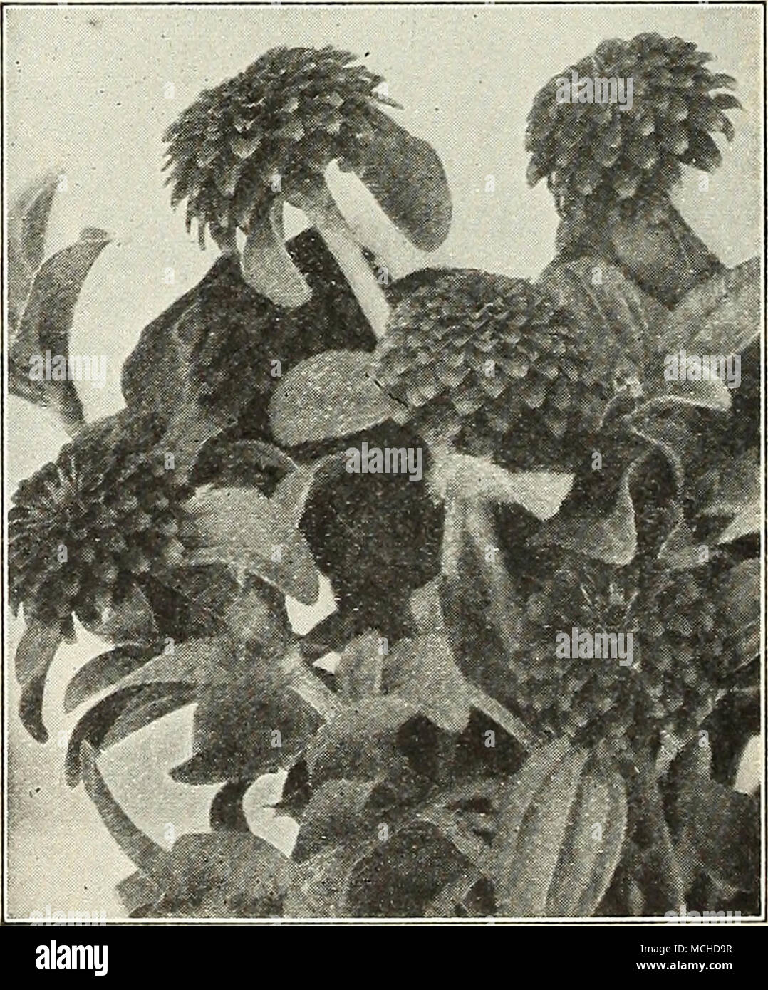 . Sanvitalia Procumbens The New Red Spire Ricinus is a most effective ...