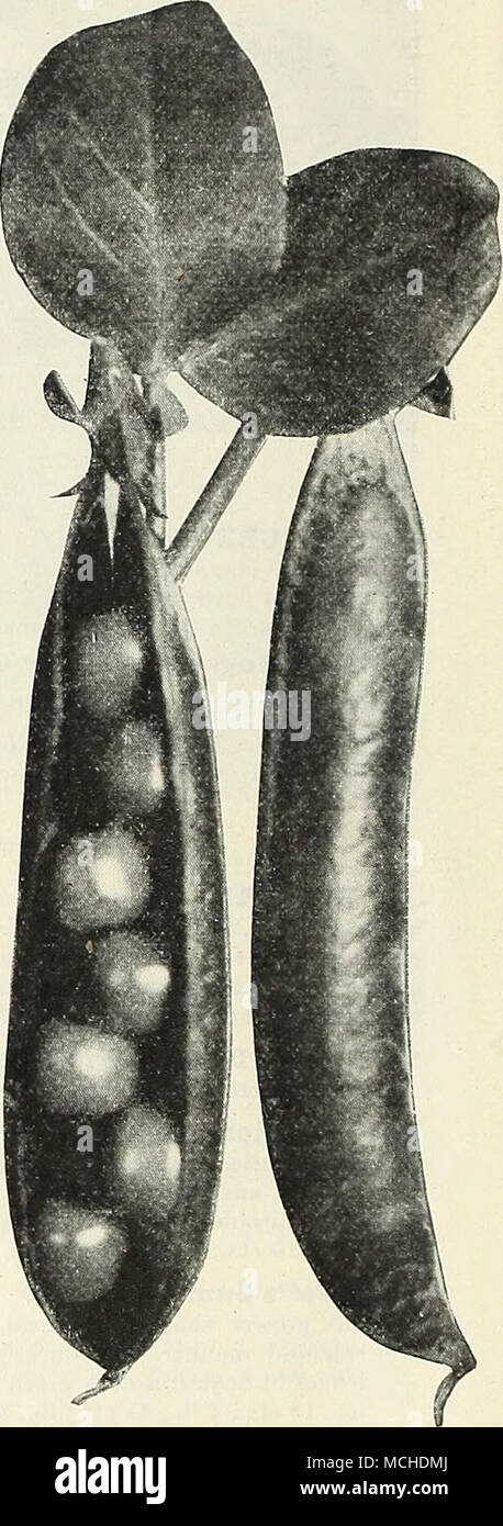 . Gradus Peas 648 Hundredfold. A very fine large podded dwarf extra ...