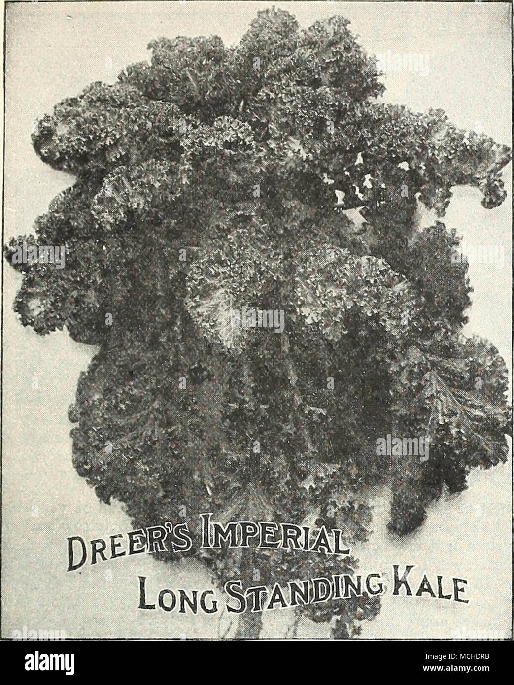 . KALE, or BORECOLE Clwn Verl, FR. Breton, SP. Blalterkohl, GER ...