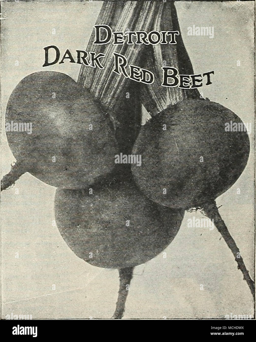. Sow Early Beet every two weeks, to insure a supply of tender roots ...