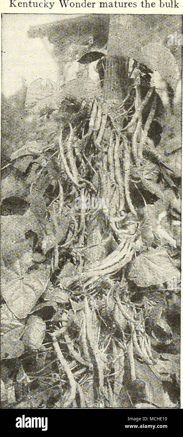 Kentucky wonder hi-res stock photography and images - Alamy