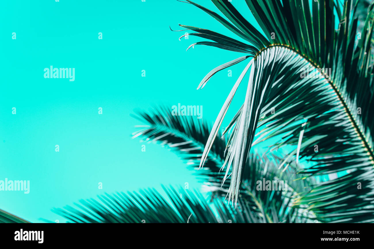 Creative tropical green leaves layout. Nature sommer concept Stock ...