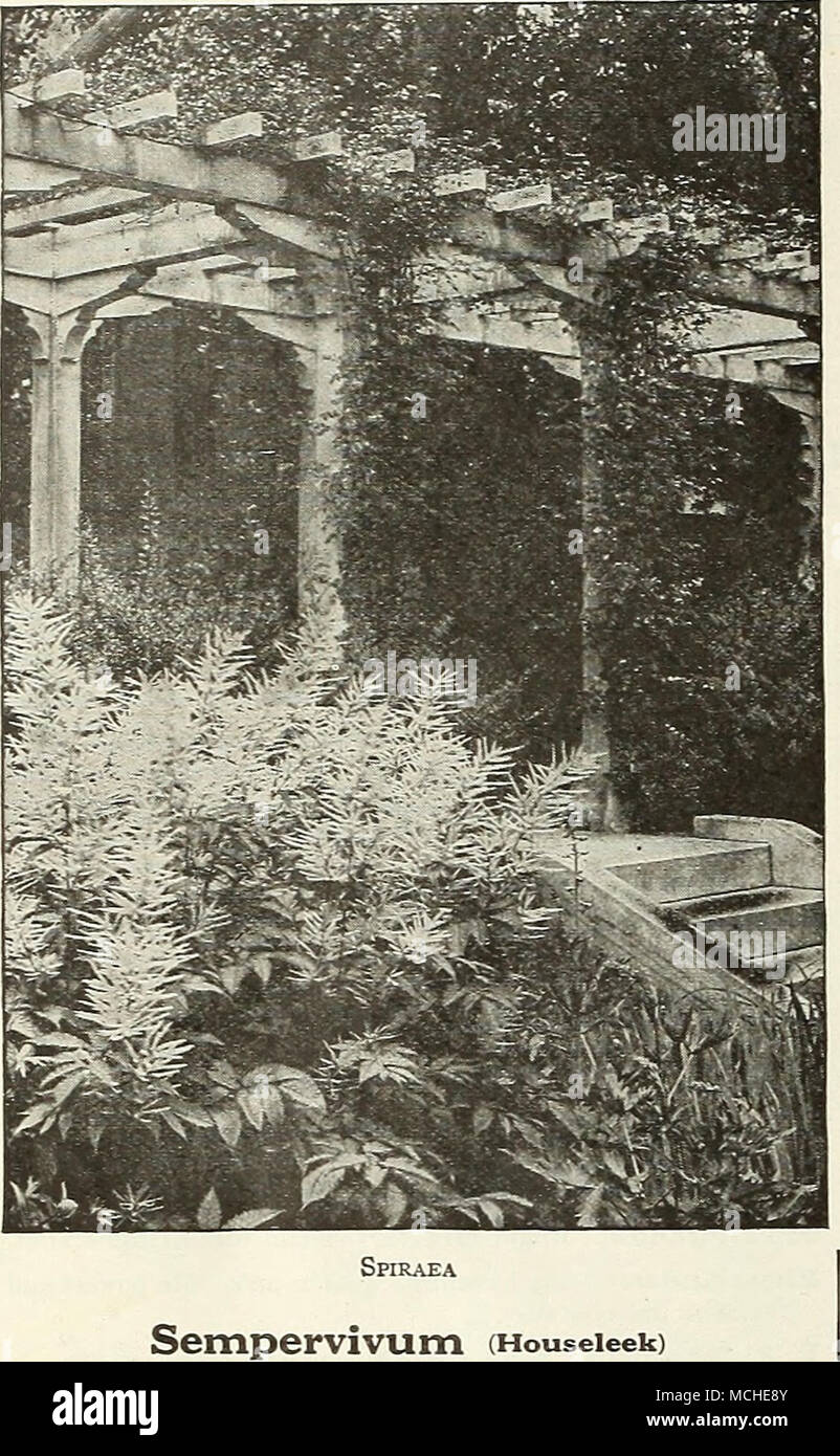 Senecio Pulcher High Resolution Stock Photography and Images - Alamy