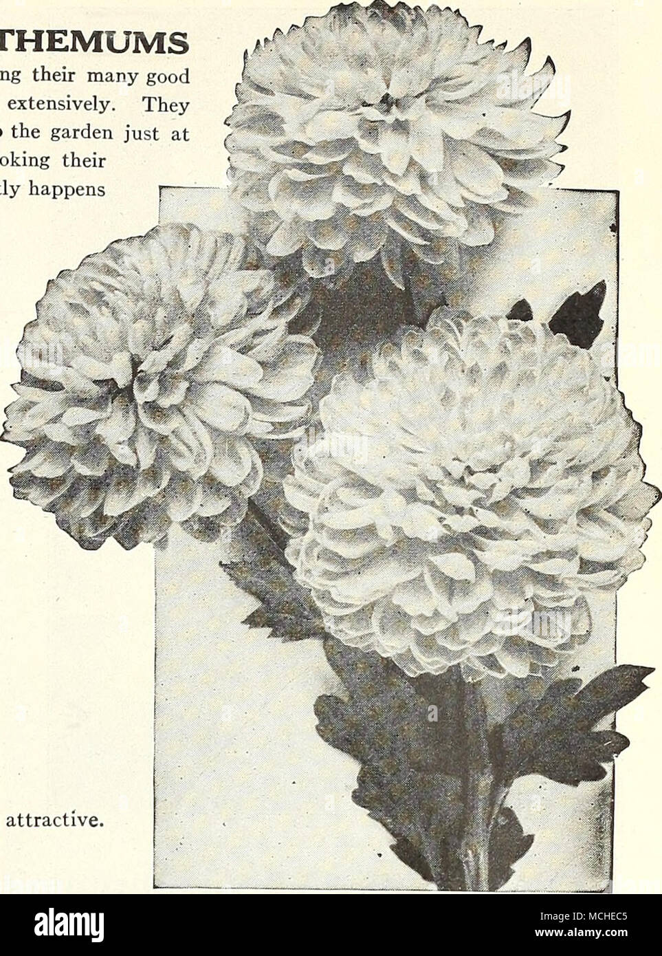 . Button-shaped or Pompon Sorts Varieties that produce a great ...