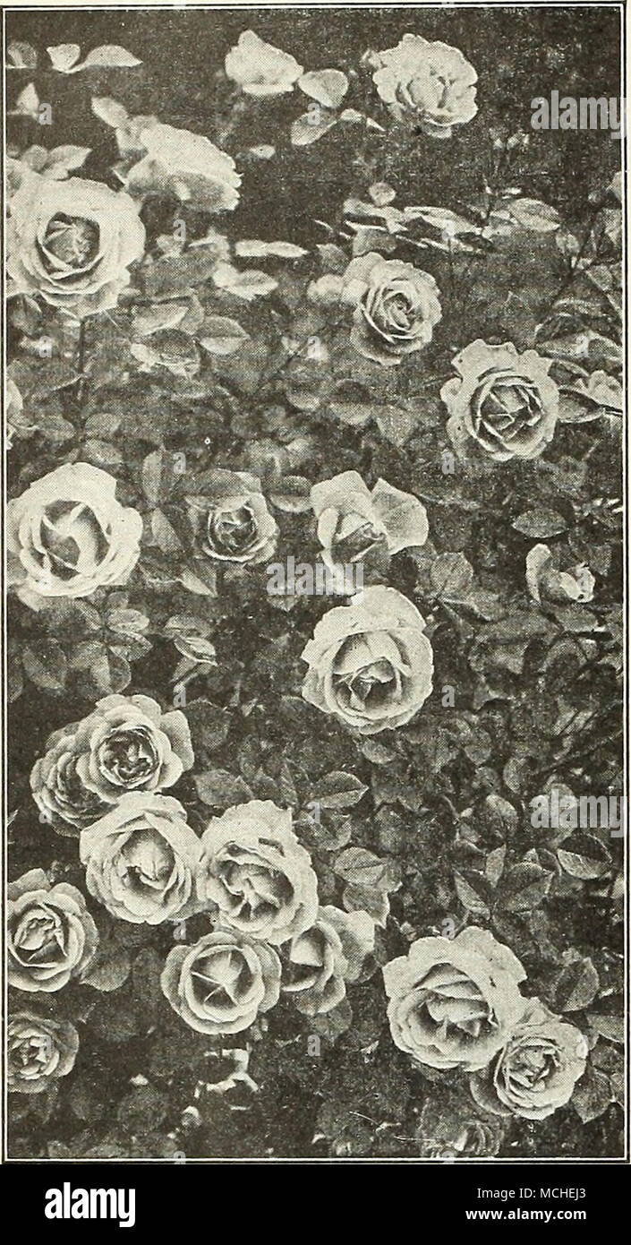 . Climbing American Beauty Rose HARDY CLIMBING AND RAMBLER ROSES We ...