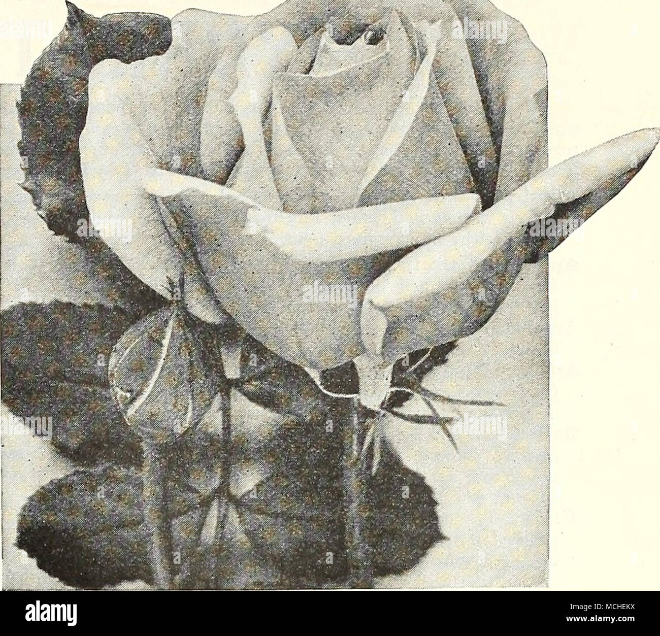 . HvBRiD-TEA Rose, Rev. F. Page Roberts Sensation. We hesitated to ...