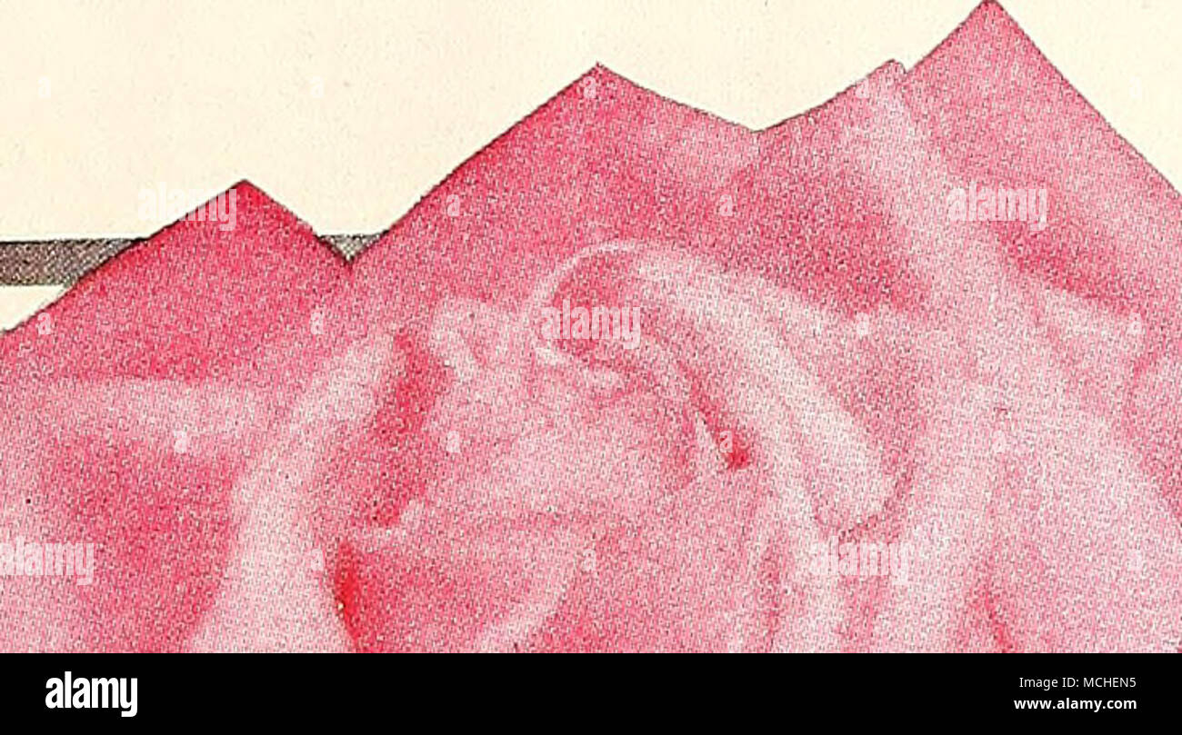 . FOUR MERITORIOUS -NEW BSySES FRANK reader Stock Photo - Alamy