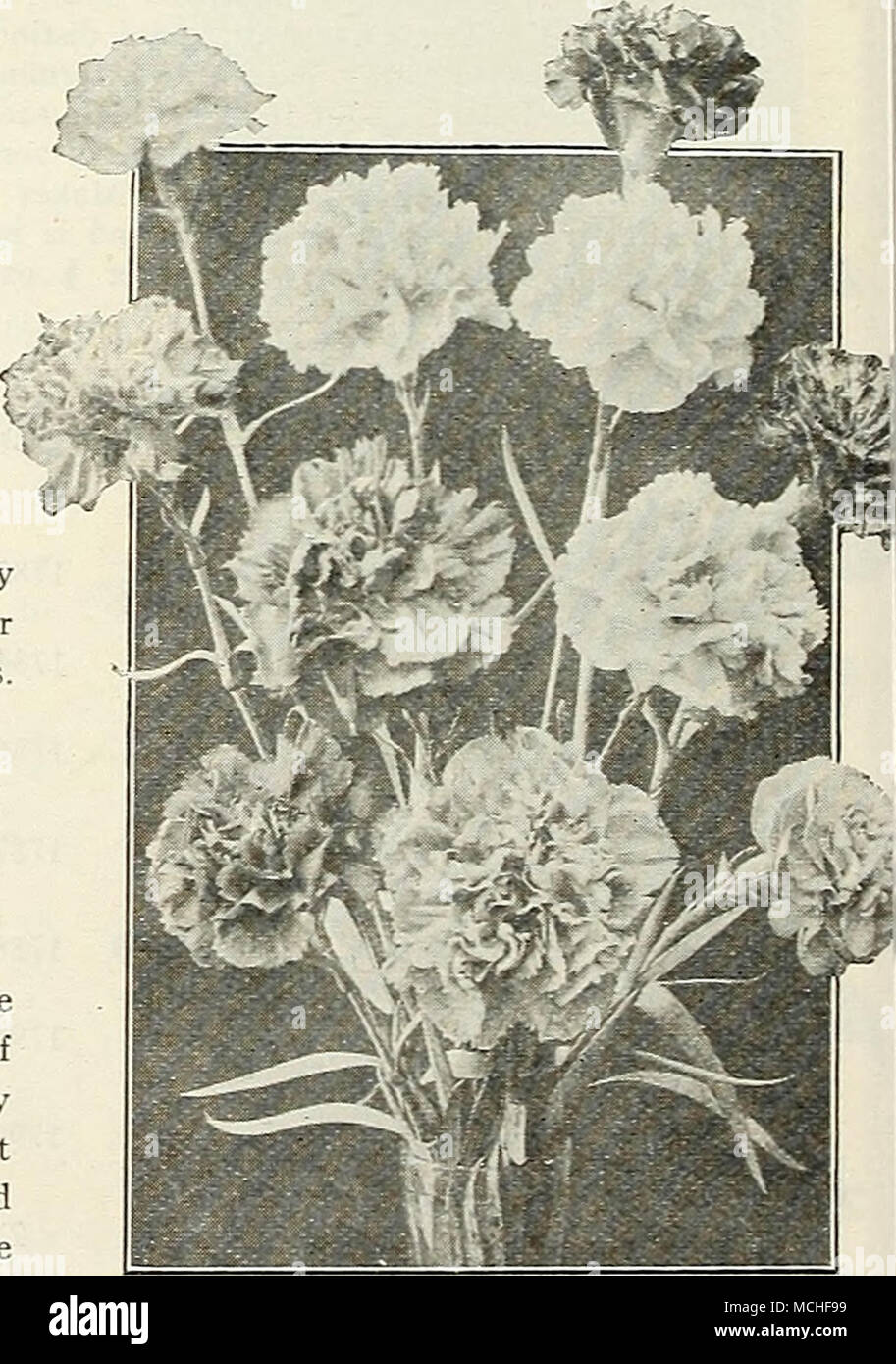 . Giant Double Carnations As cut flowers Candytufts are very ...