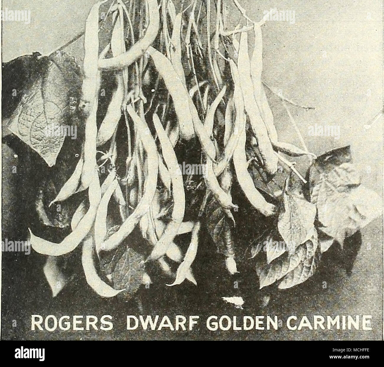 Crackerjack pencil hi-res stock photography and images - Alamy