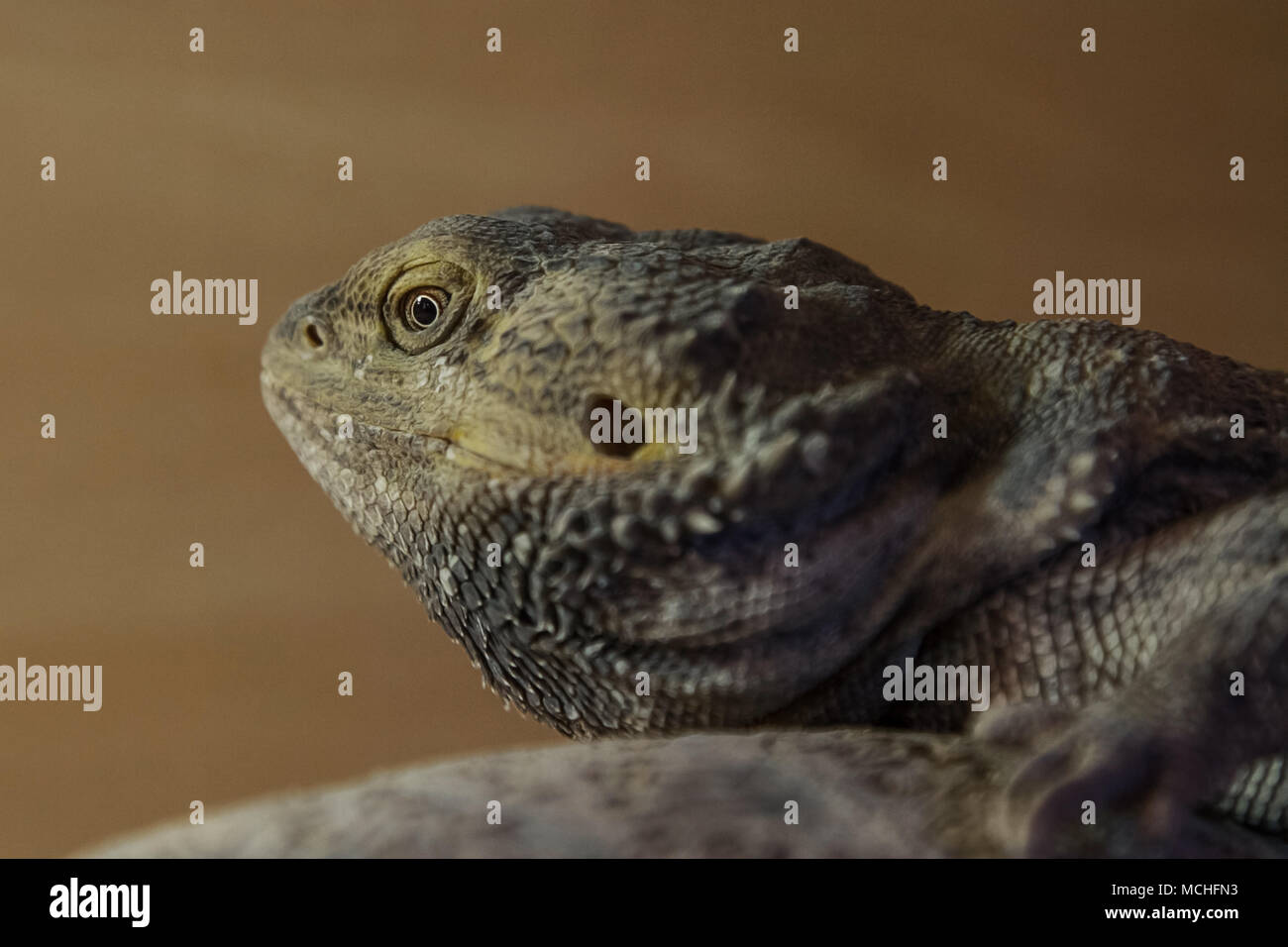 Beautiful bearded dragon hi-res stock photography and images - Alamy