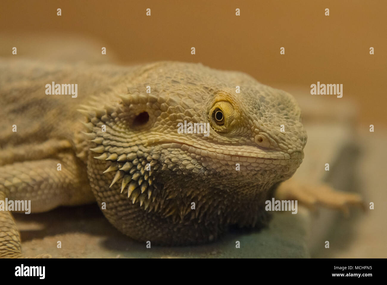 Close-up photo portrait of a beautiful Bearded Dragon Stock Photo - Alamy