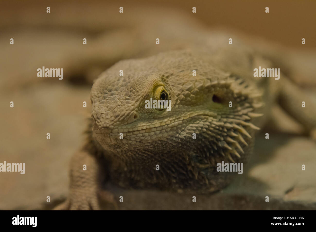 Beautiful bearded dragon hi-res stock photography and images - Alamy