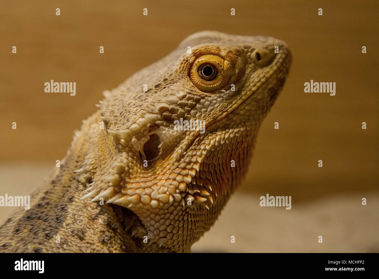 Close-up photo portrait of a beautiful Bearded Dragon Stock Photo - Alamy