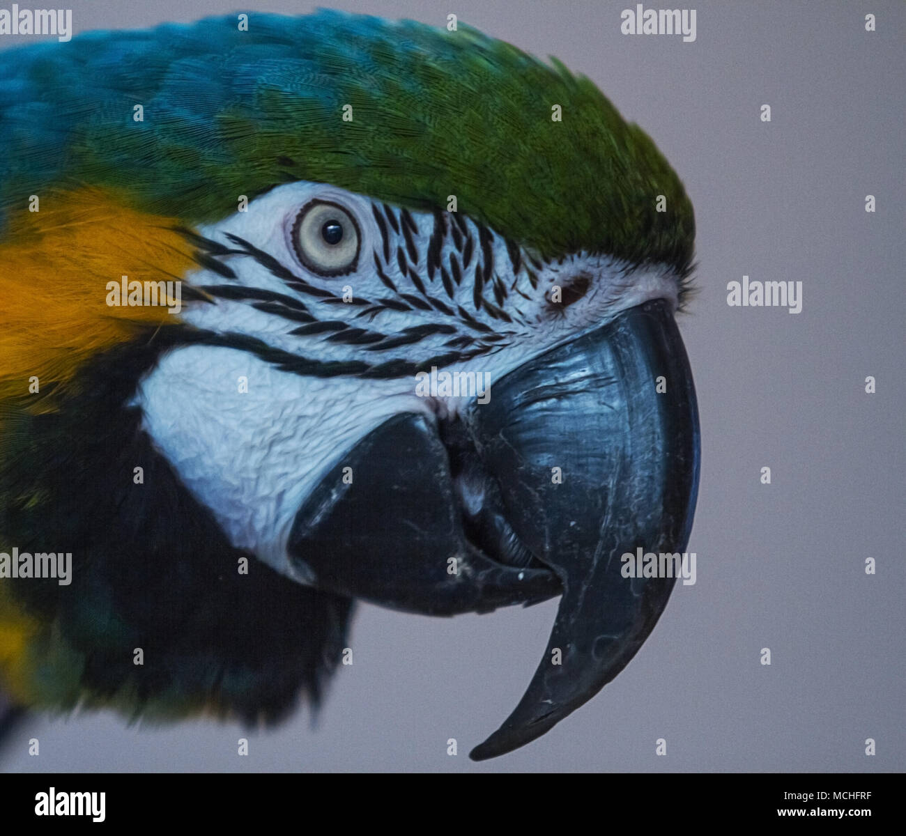 Parrot eye close up hi-res stock photography and images - Alamy