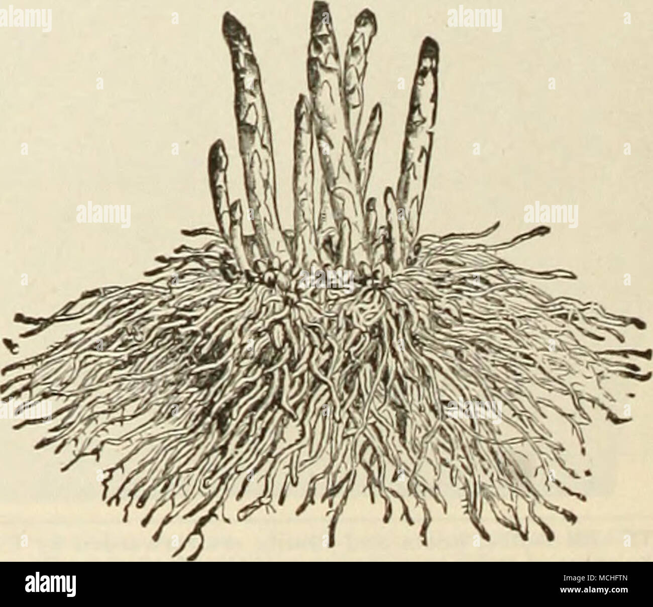 Ragus hi-res stock photography and images - Alamy