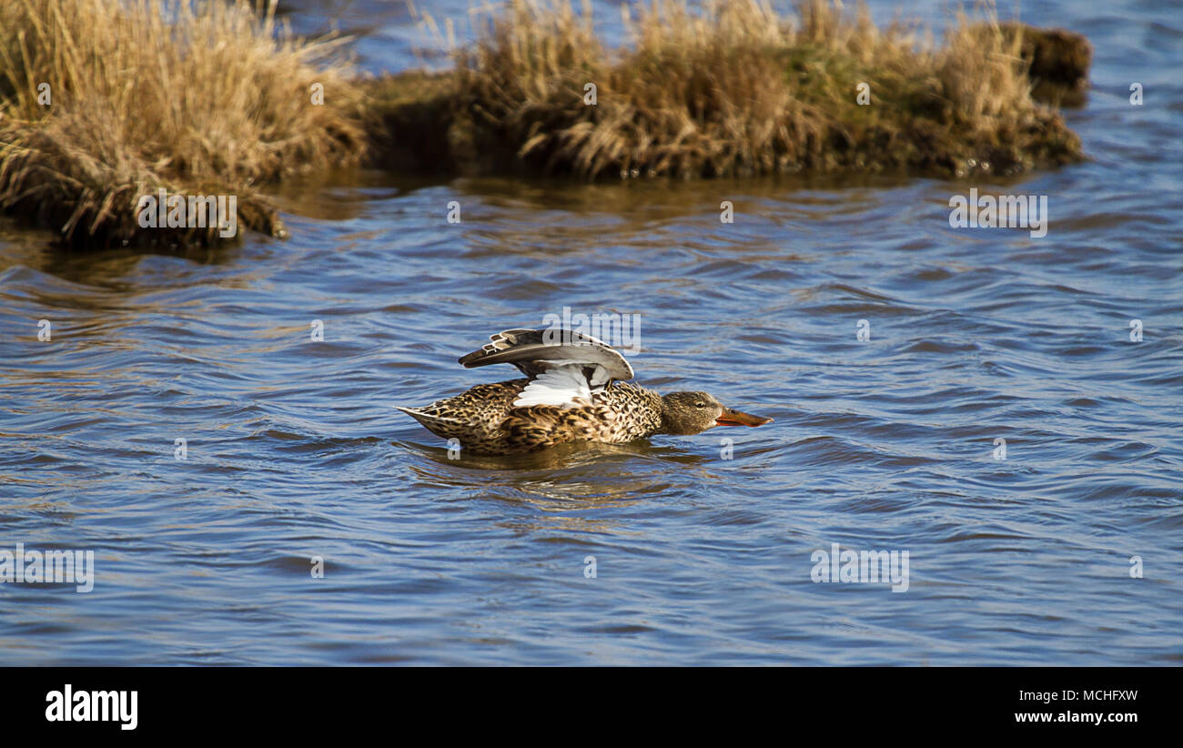 Photo of a female Shoveler Duck stretching her wings while on the water ...
