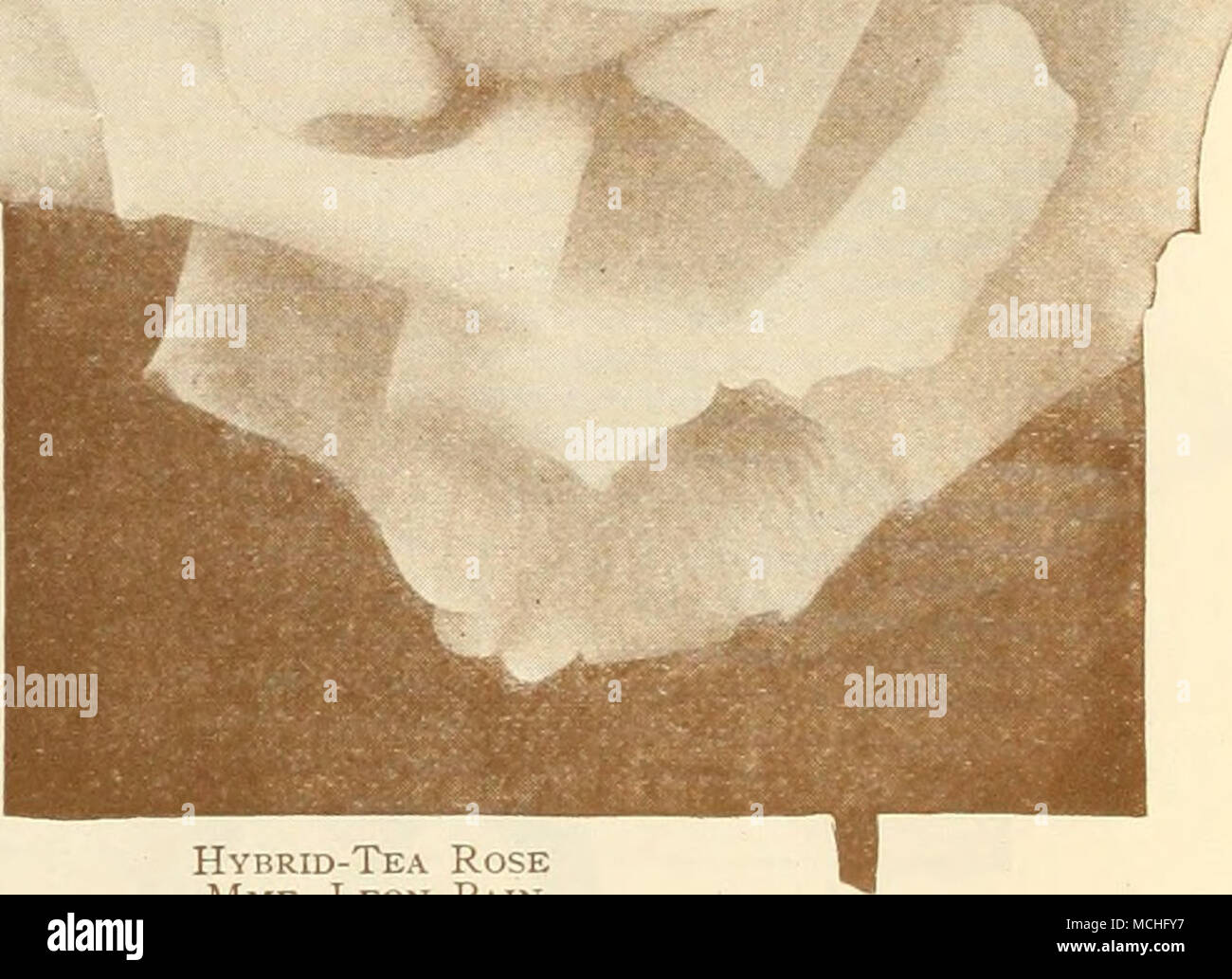 . Hybrid-Tea Rose Mme. Leon Pain /^ Stock Photo - Alamy