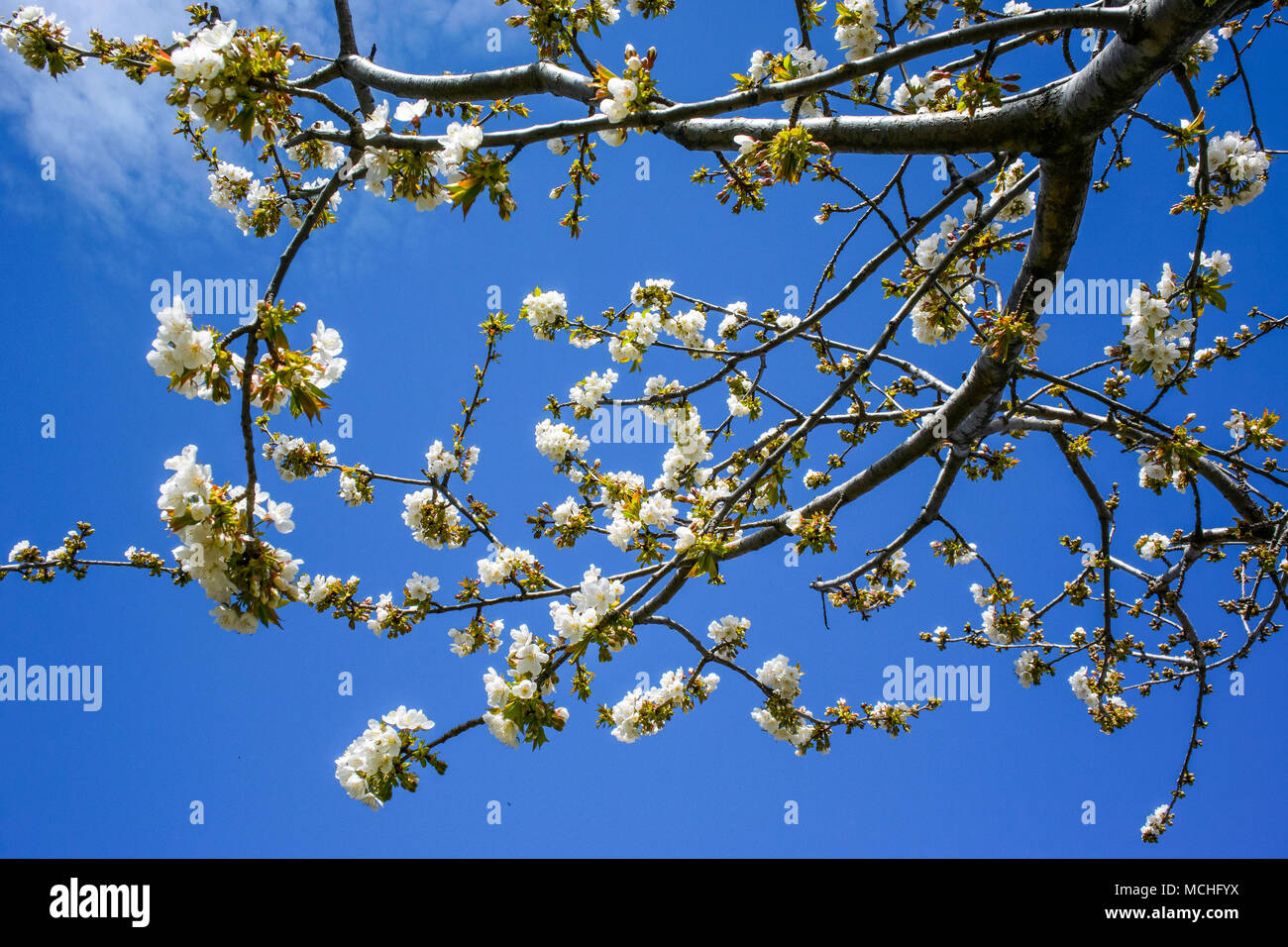 Jerte valley spain cherry blossom hi-res stock photography and images ...