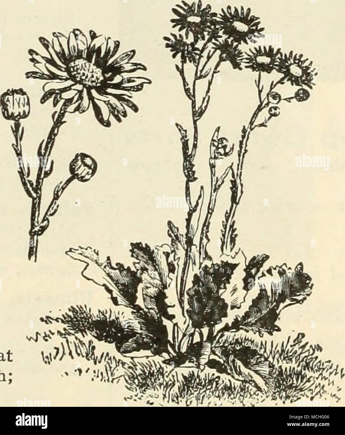 . Senecio Pulcher Stock Photo - Alamy