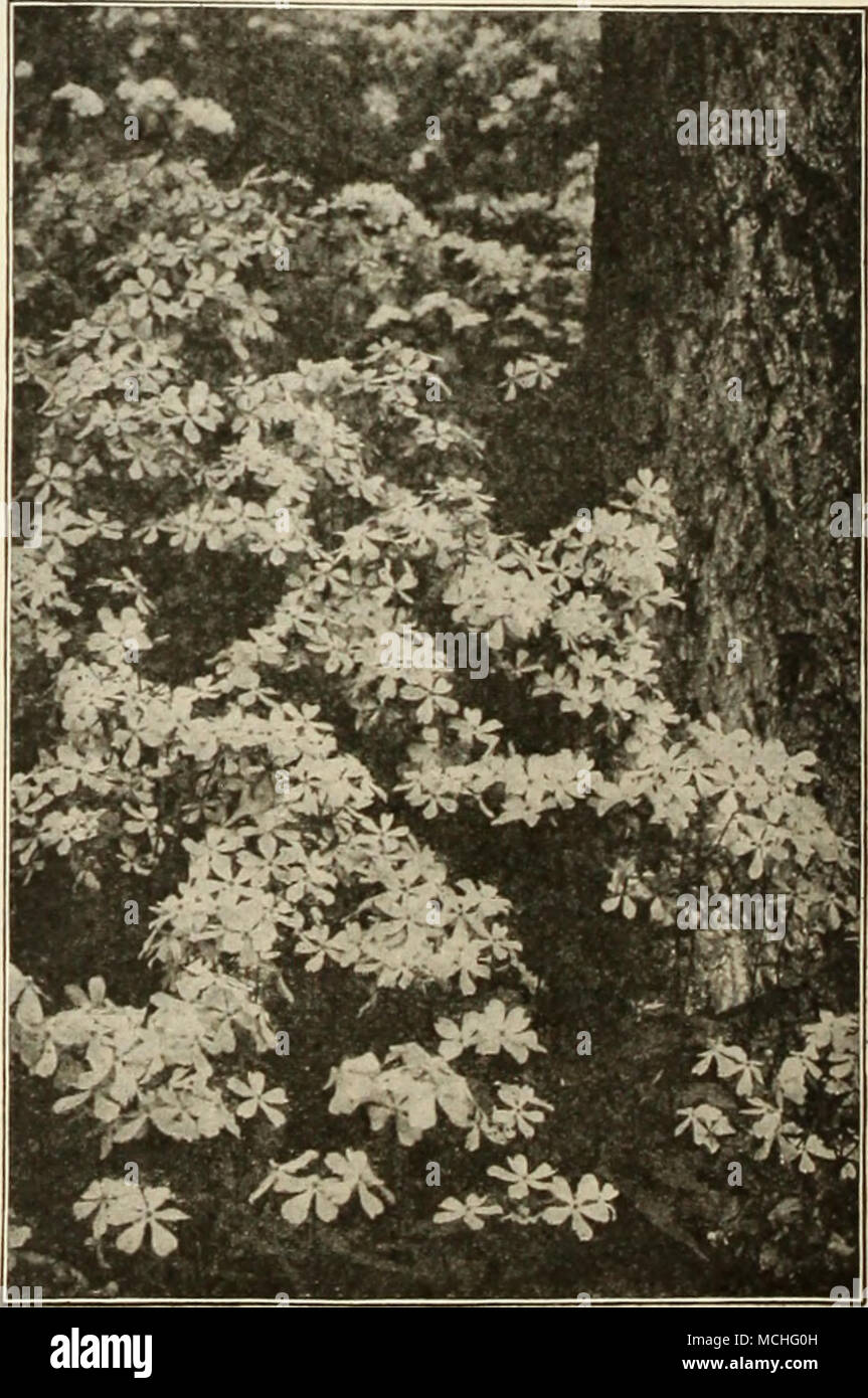 Phlox canadensis hi-res stock photography and images - Alamy