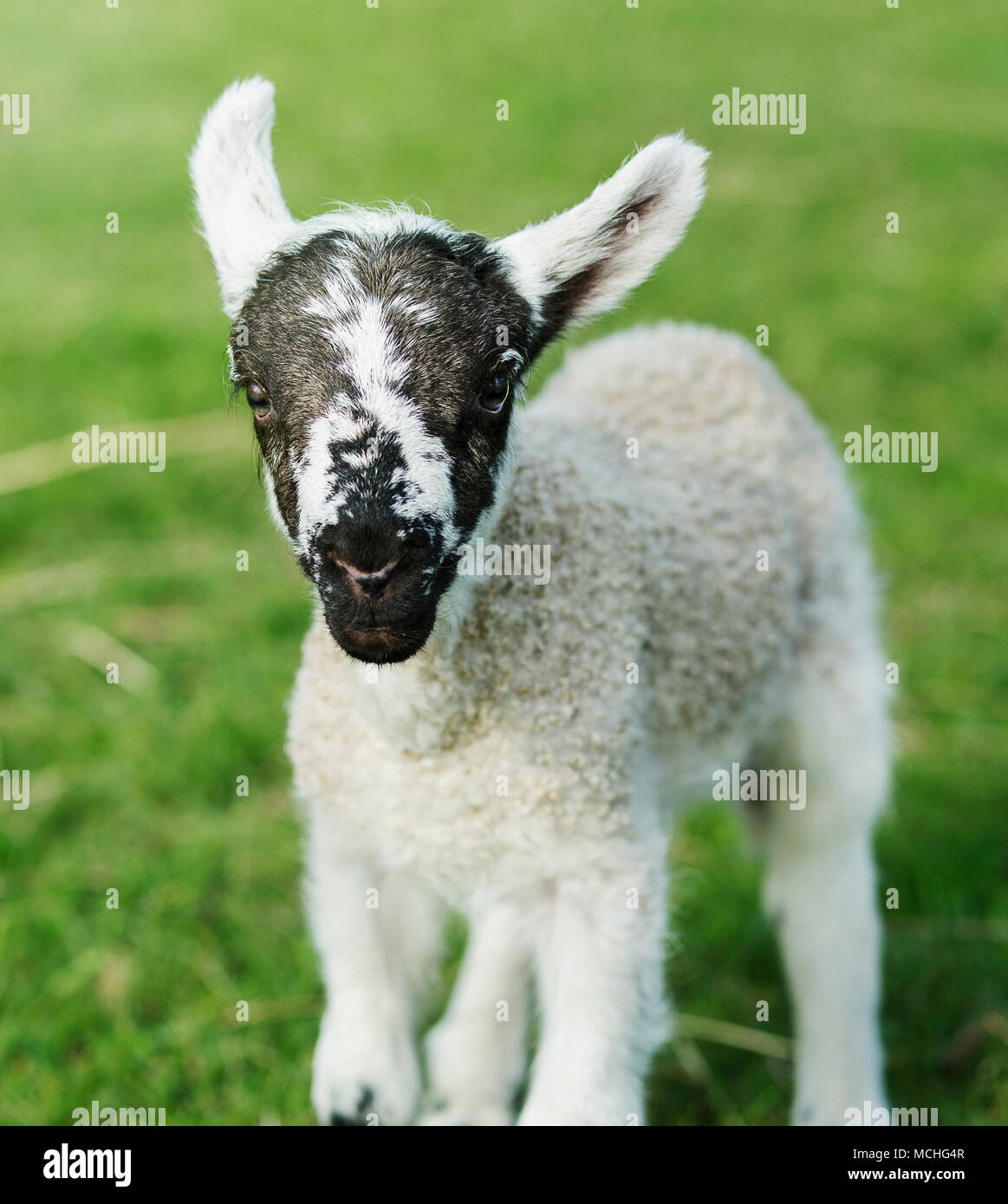Headshot of an adorable young lamb with bright eyes, in a field Stock ...