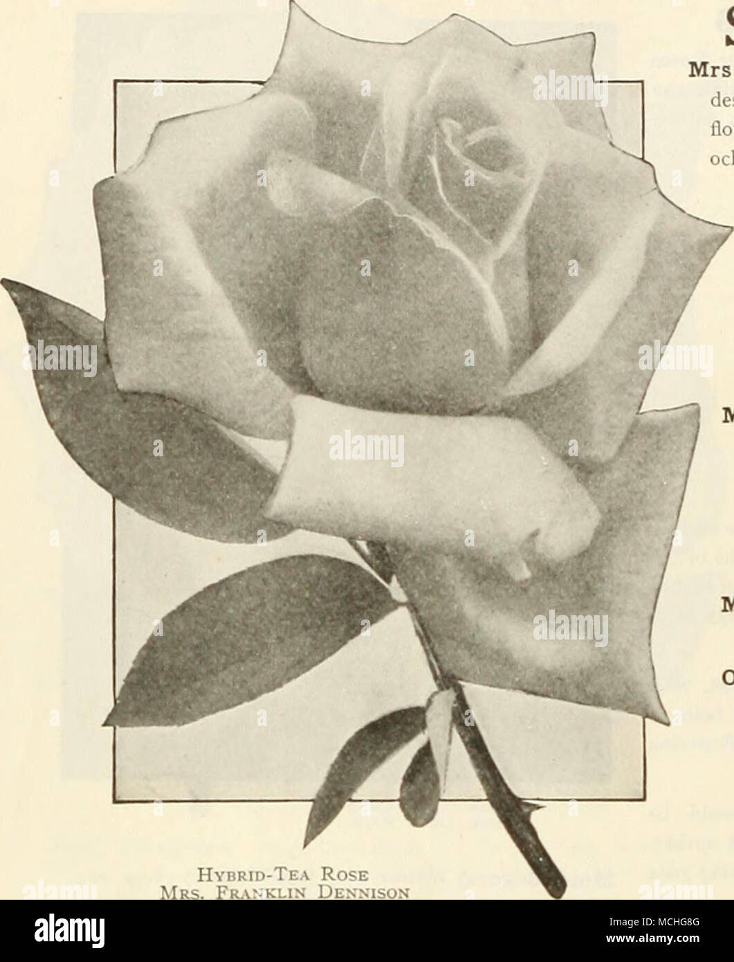 . Select Hybrid-Tea Roses Mrs. Franklin Dennison. A Rose of surpassing ...