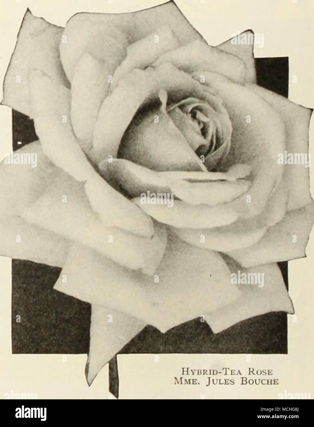 Bouche rose hi-res stock photography and images - Alamy