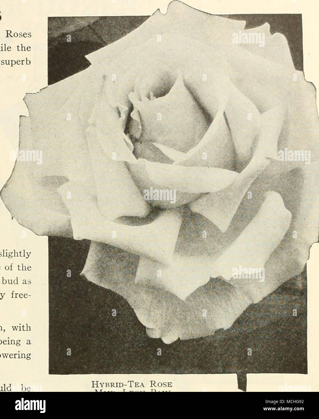 Tea plant genetics hi-res stock photography and images - Alamy