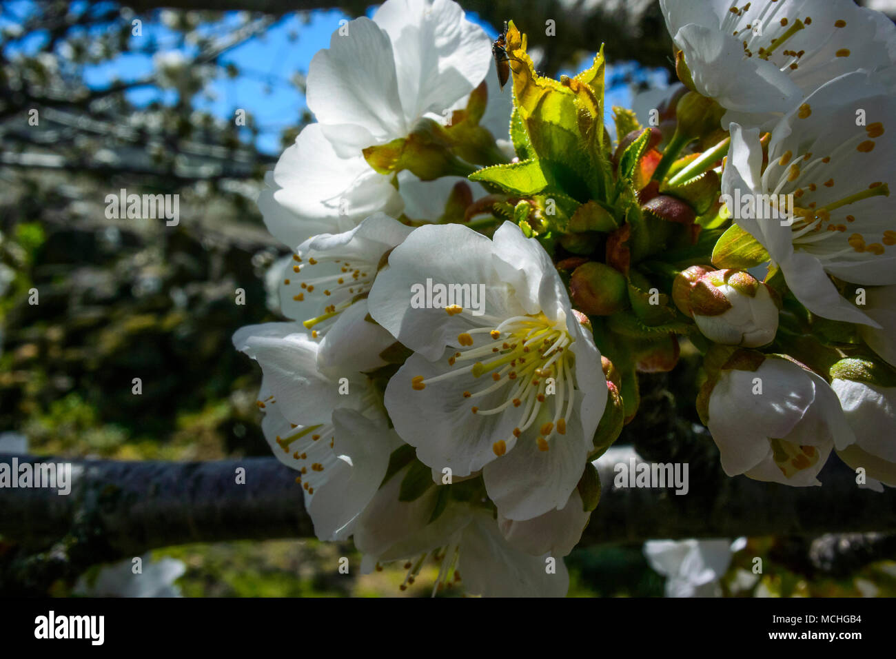 Caceres spain cherry hi-res stock photography and images - Alamy