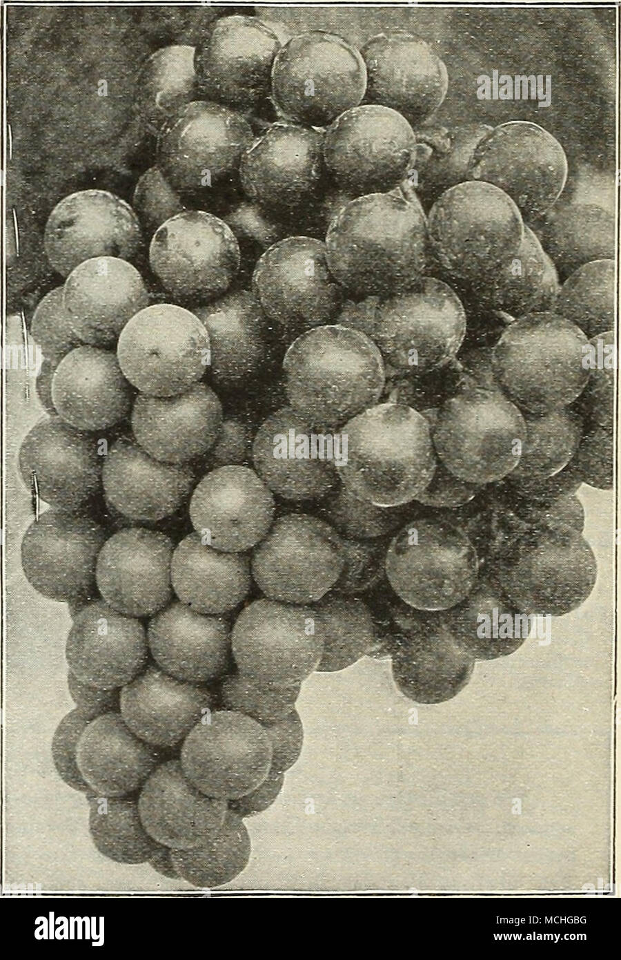 Hardy grapes hi-res stock photography and images - Alamy