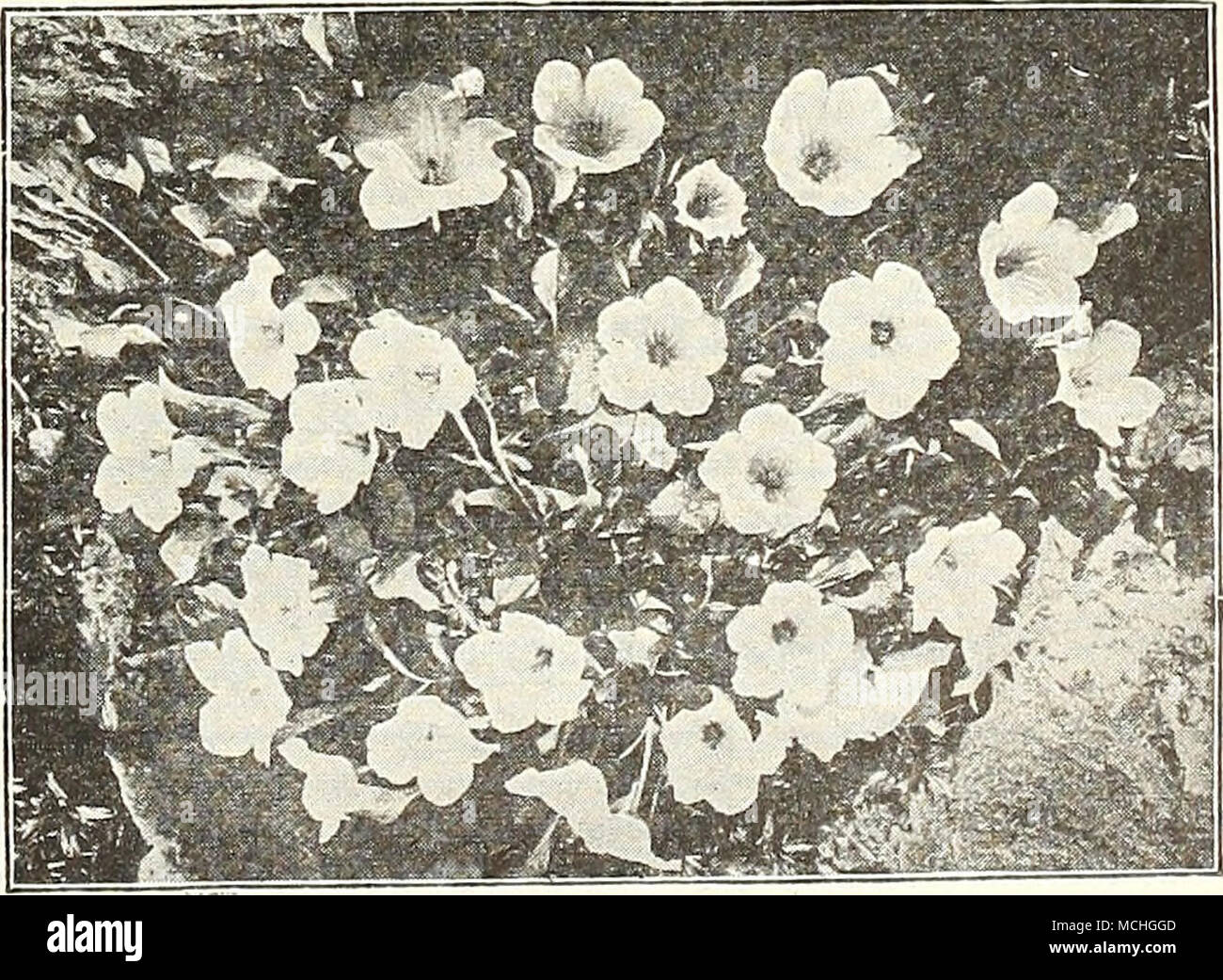 Nierembergia hi-res stock photography and images - Alamy