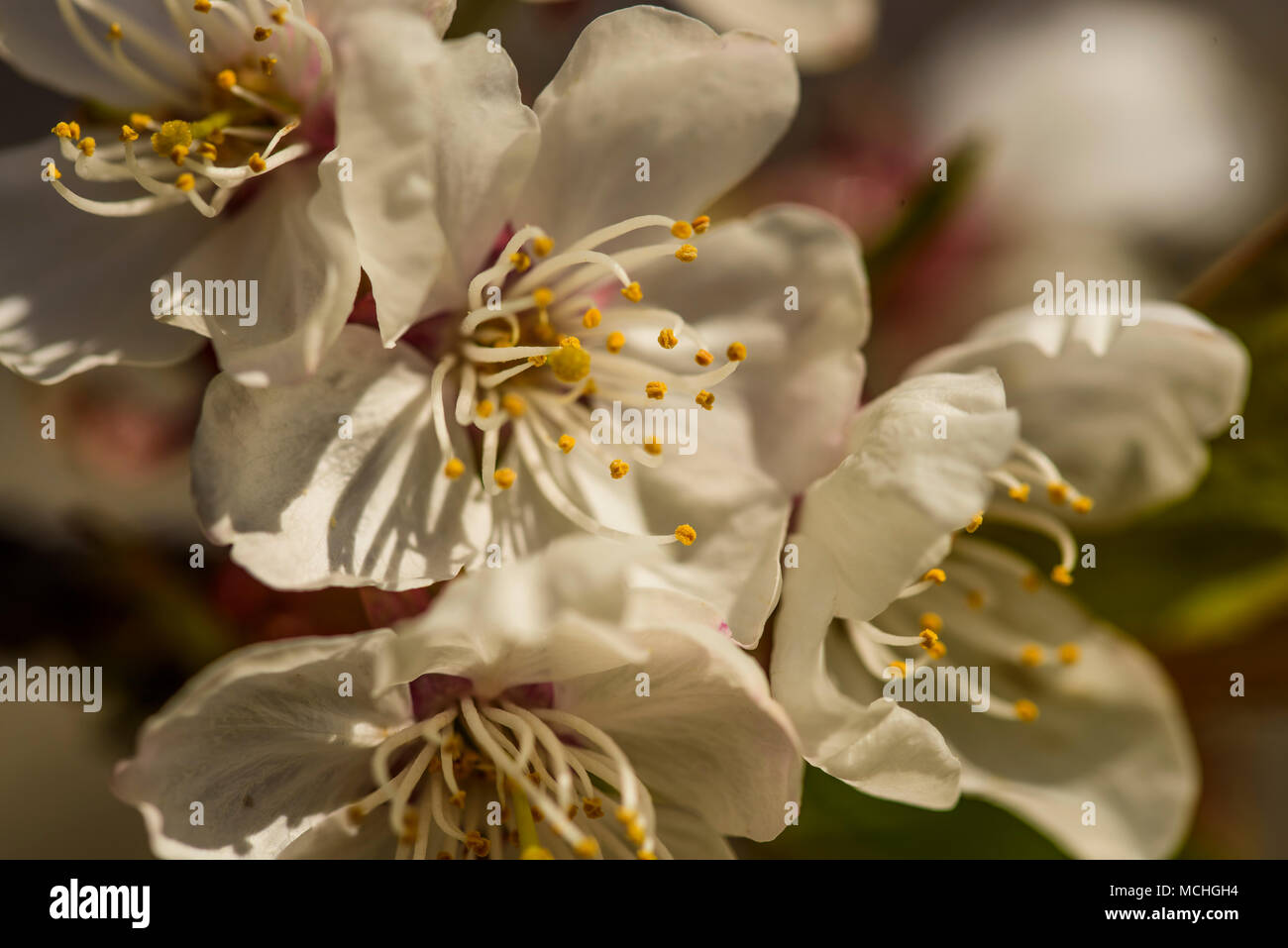 Spain cherry blossom hi-res stock photography and images - Alamy