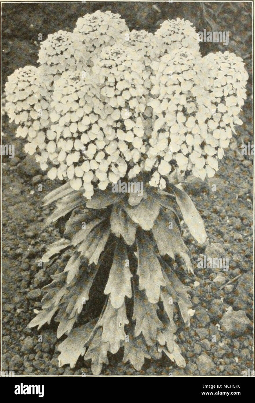 . Giant Hyacinth-Flowered or Improved Empress Candytuft 1760 Mixed. A ...